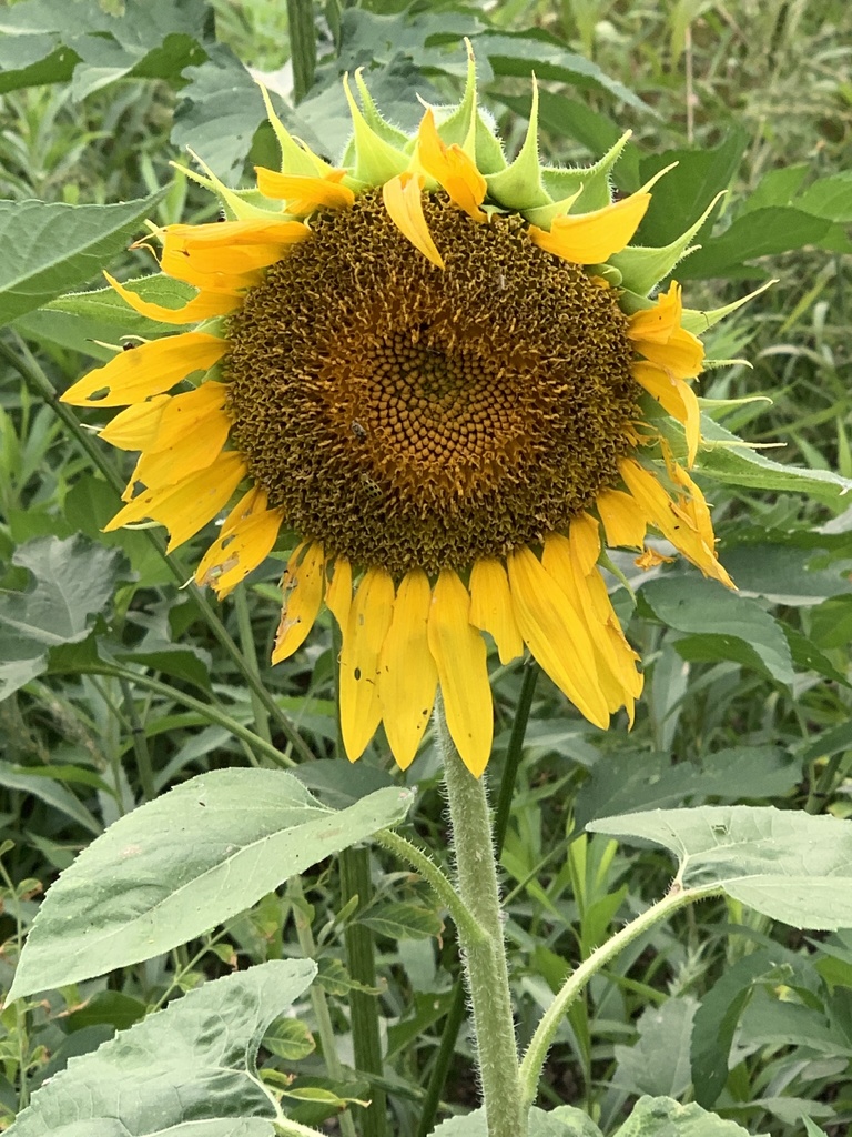 Common Sunflower from Forest Central Dr, Dallas, TX, US on May 20, 2020 ...