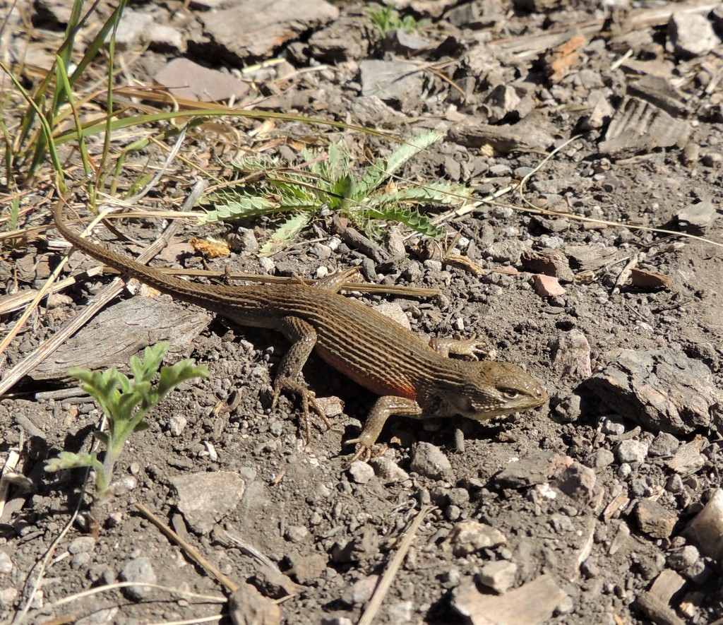 Slevin’s Bunch Grass Lizard in May 2020 by naturegirlkh · iNaturalist