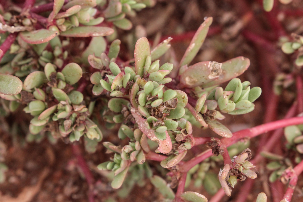 Common Purslane from Vergemont, Queensland, Australia on May 2, 2016 at ...