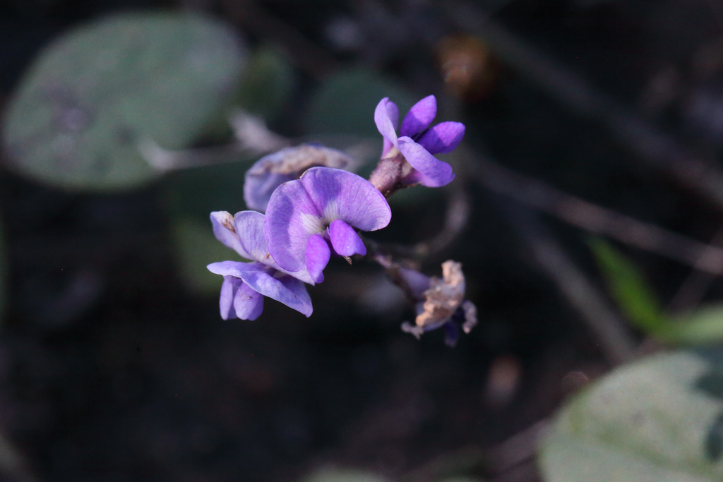 (Glycine latifolia) - Botanical Realm