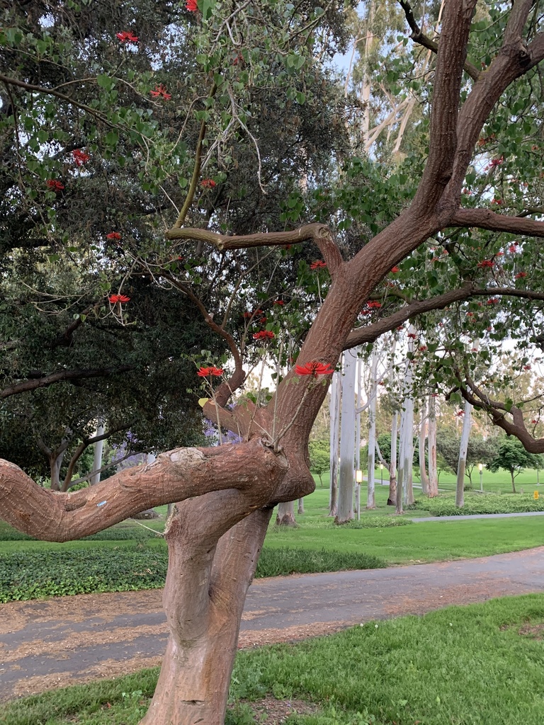 Coral trees from Aldrich Park, Irvine, CA, US on May 20, 2020 at 07:49 ...