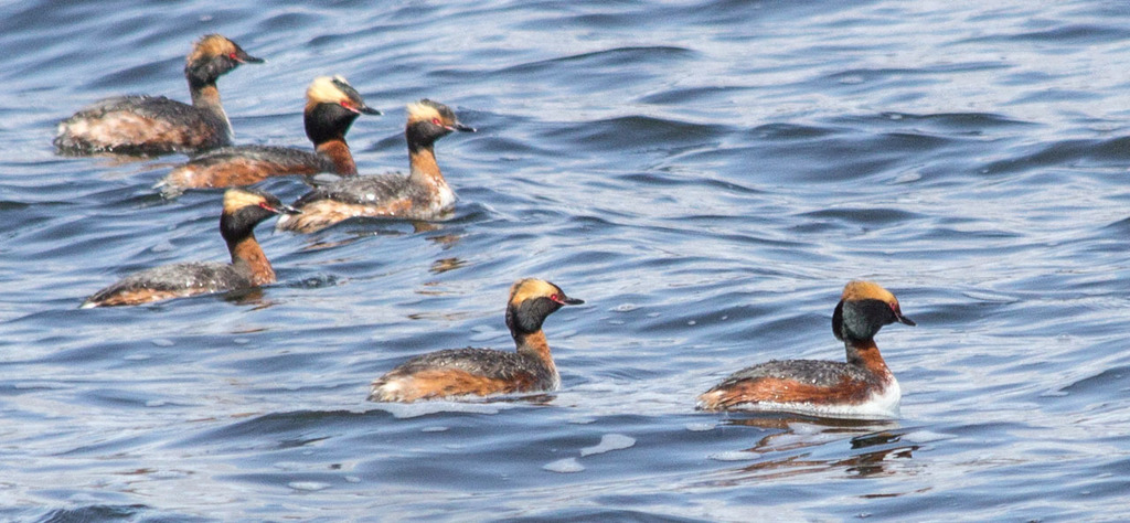 Grebes (Pacific Northwest Birds) · iNaturalist