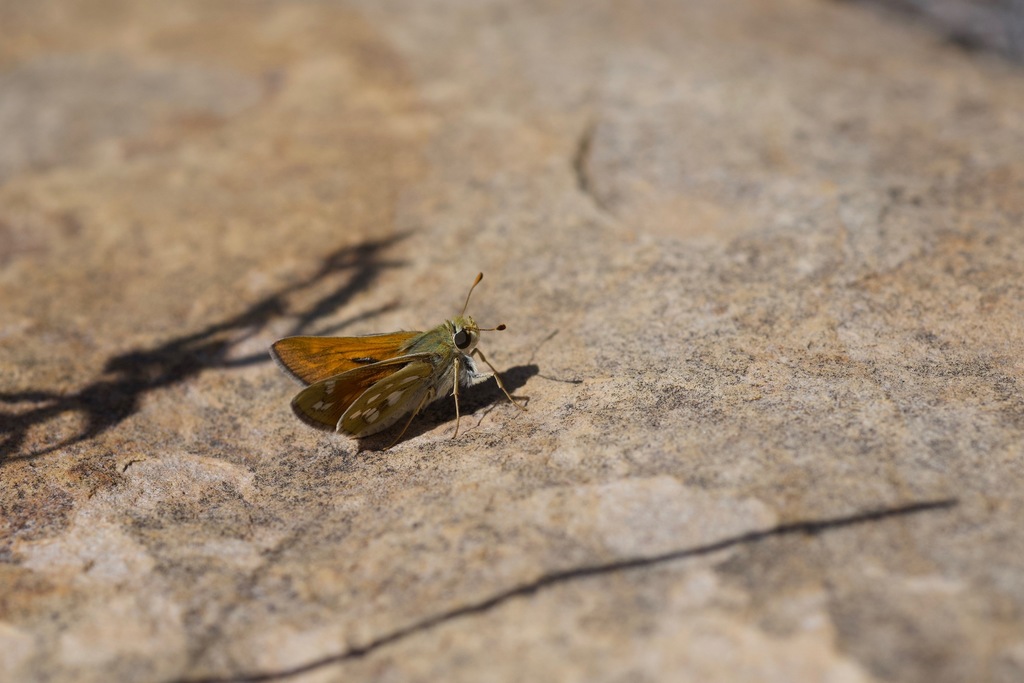 Green Skipper from Baca County, CO, USA on May 16, 2020 at 08:59 AM by ...