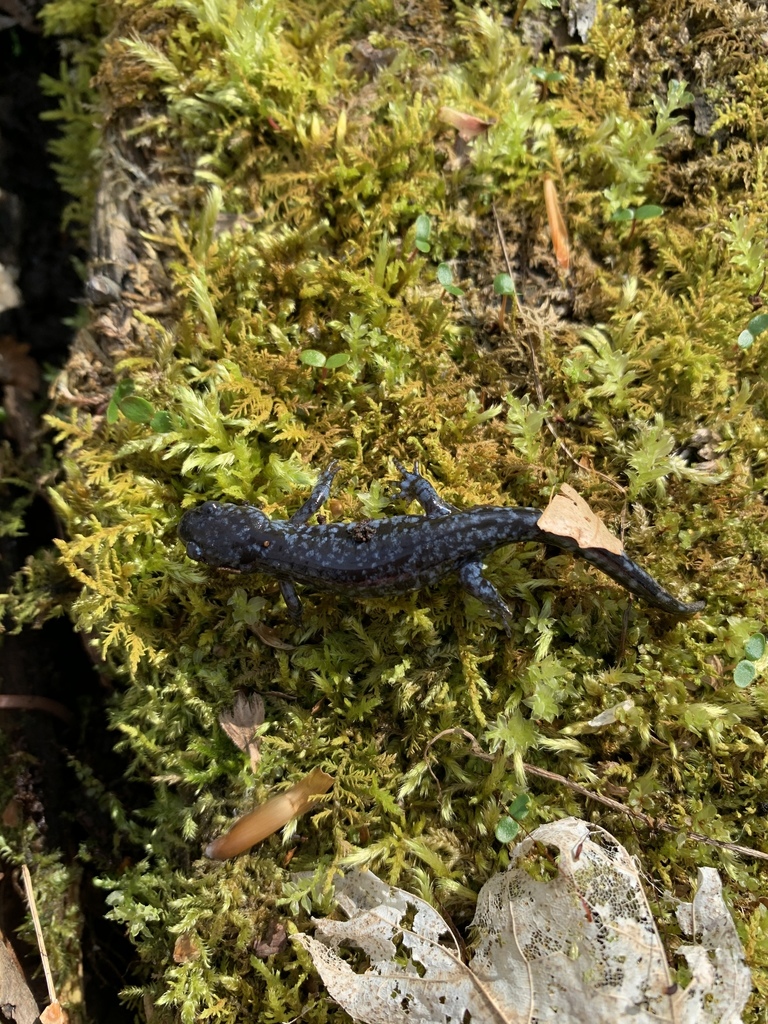 Blue-spotted Salamander in May 2020 by Jay Dertinger · iNaturalist