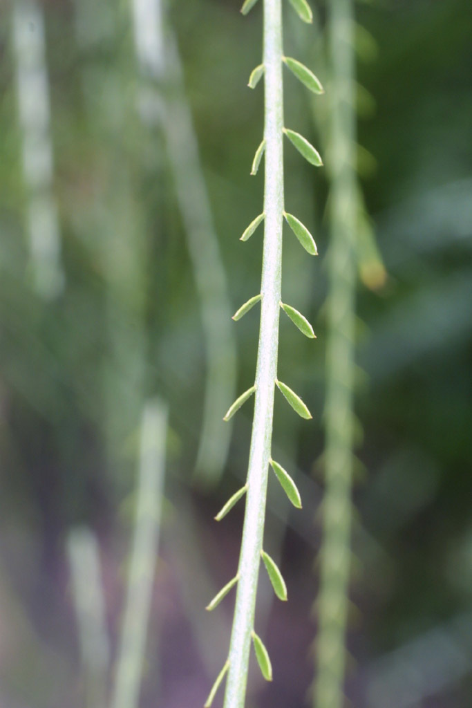 Jerusalem thorn (Vascular Plants of Wild Basin) · iNaturalist