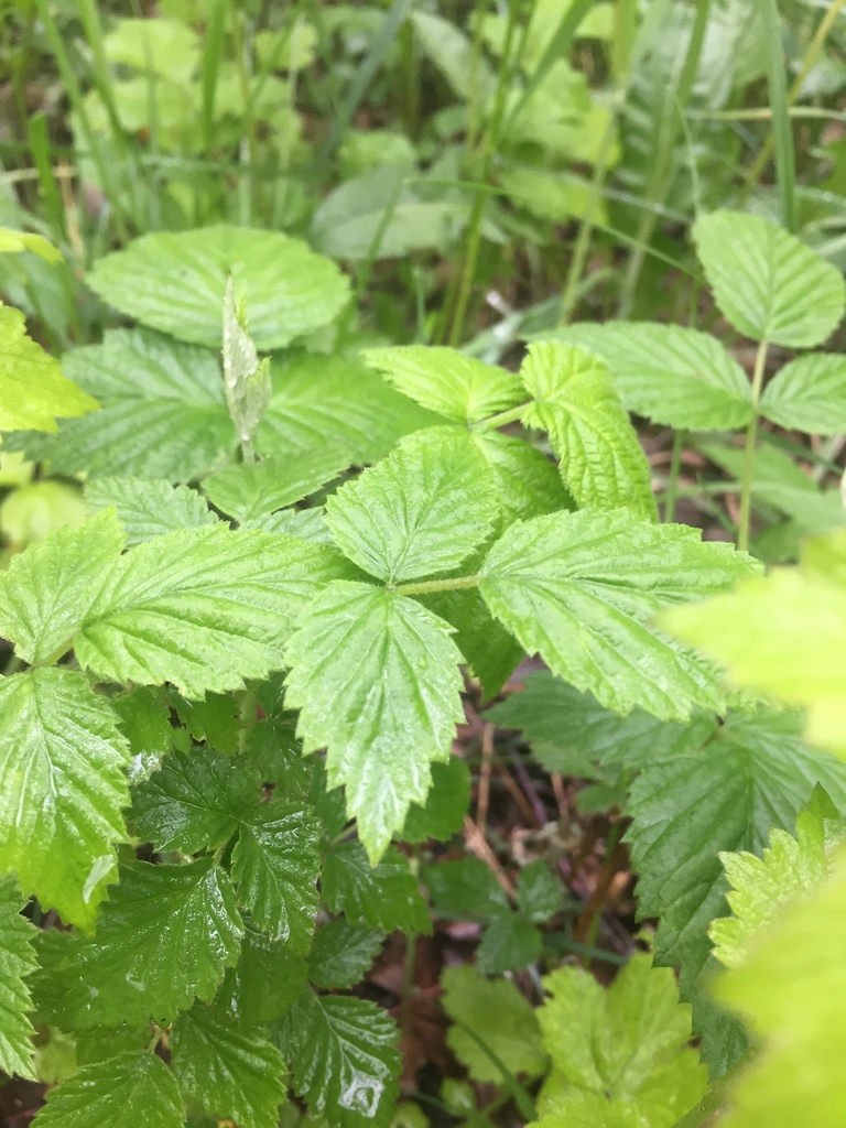 red raspberry from Лесной проезд, Минск, BY on May 19, 2020 at 06:27 PM ...