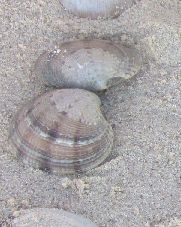 Leukoma grata from La Paz, B.C.S., México on March 08, 2012 at 06:38 PM ...