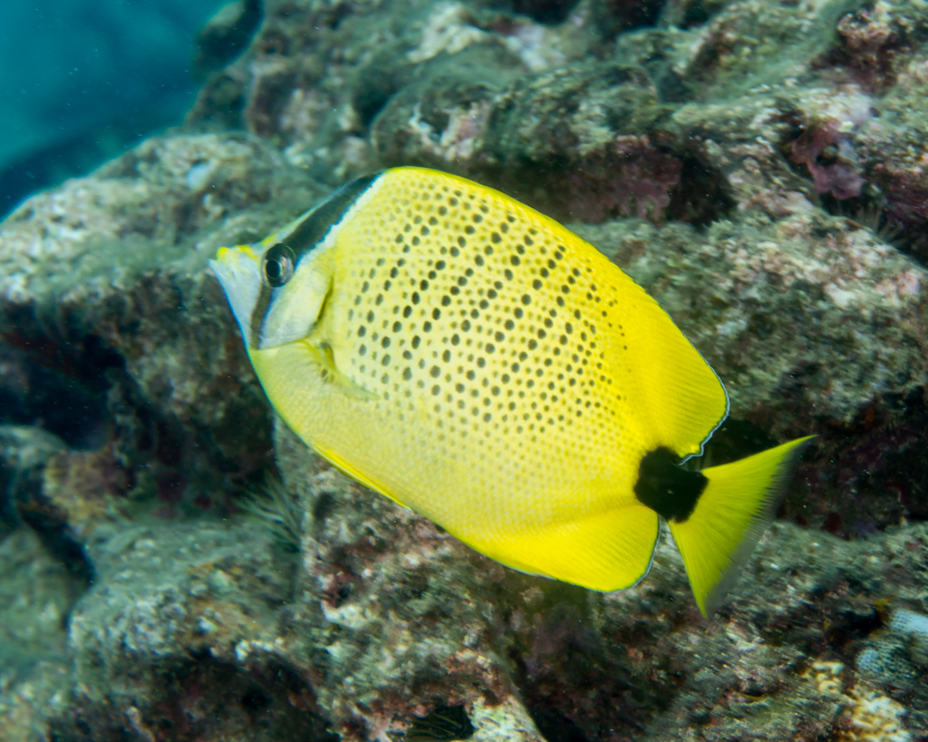 Milletseed Butterflyfish (Chaetodon miliaris) - Marine Life Identification