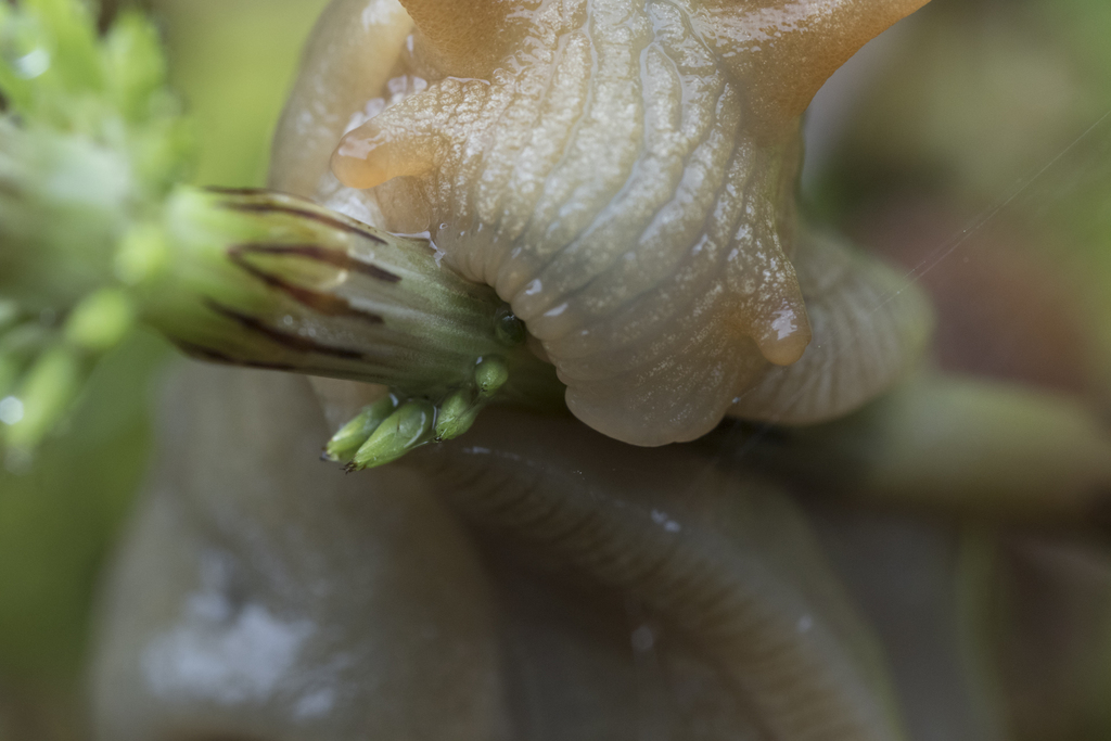 Pacific Banana Slug from Capital, BC, Canada on April 23, 2017 at 05:36 ...