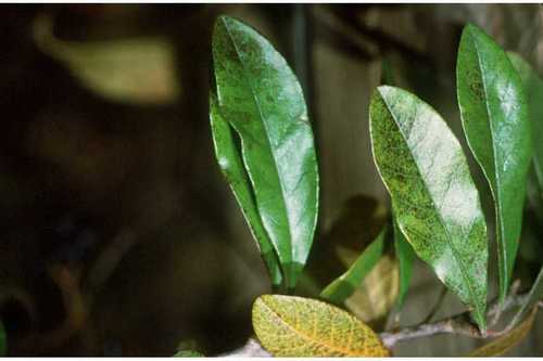 Gum Bully (MatBio: TREES & SHRUBS - Matanzas Biodiversity) · iNaturalist