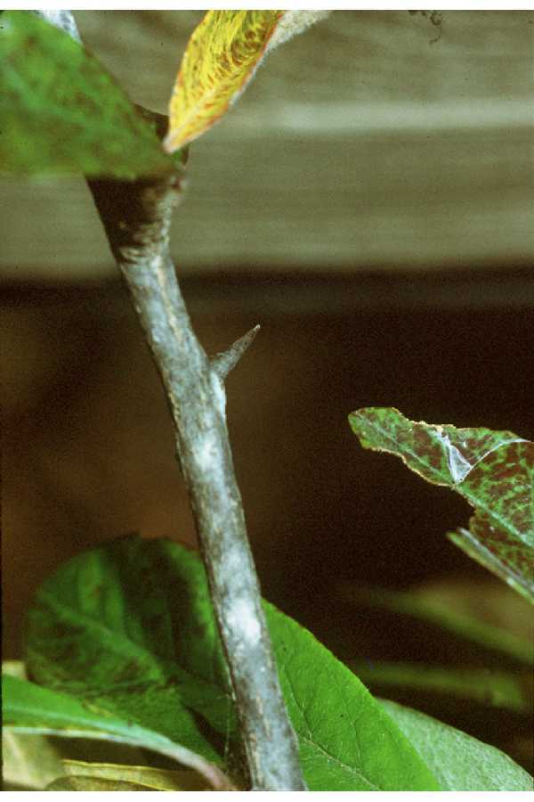 Gum Bully (MatBio: TREES & SHRUBS - Matanzas Biodiversity) · iNaturalist