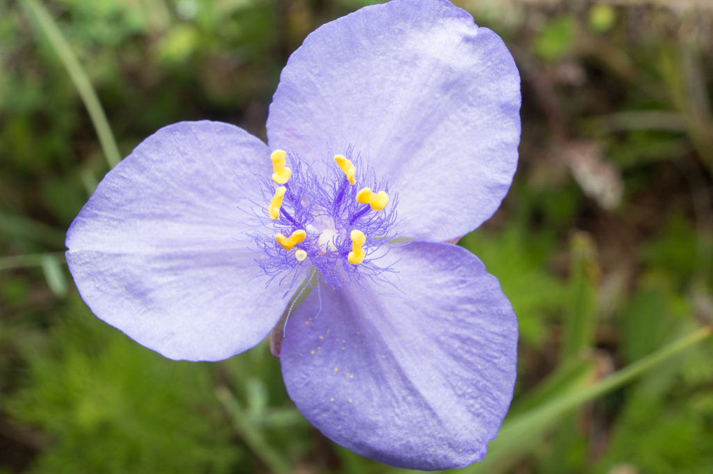 Bluejacket (Wildflowers of Southeast Michigan) · BioDiversity4All