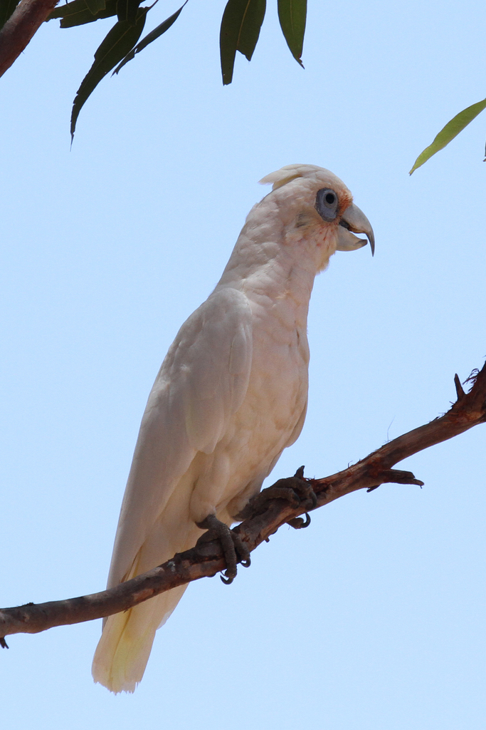 Western Corella (Cacatua pastinator) - Avian Discovery