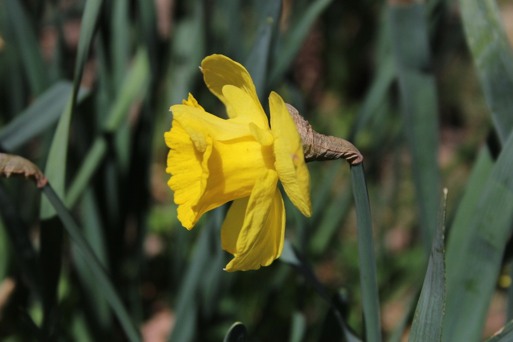 (Narcissus) - Botanical Realm