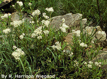 Jersey tea (Vascular Plants of Wild Basin) · iNaturalist