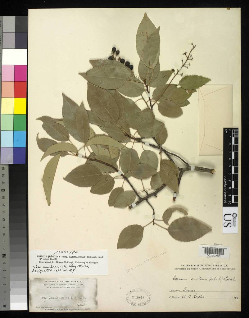 black cherry (Vascular Plants of Wild Basin) · iNaturalist