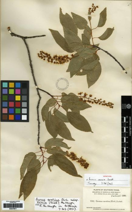 black cherry (Vascular Plants of Wild Basin) · iNaturalist