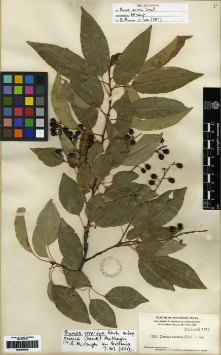 black cherry (Vascular Plants of Wild Basin) · iNaturalist