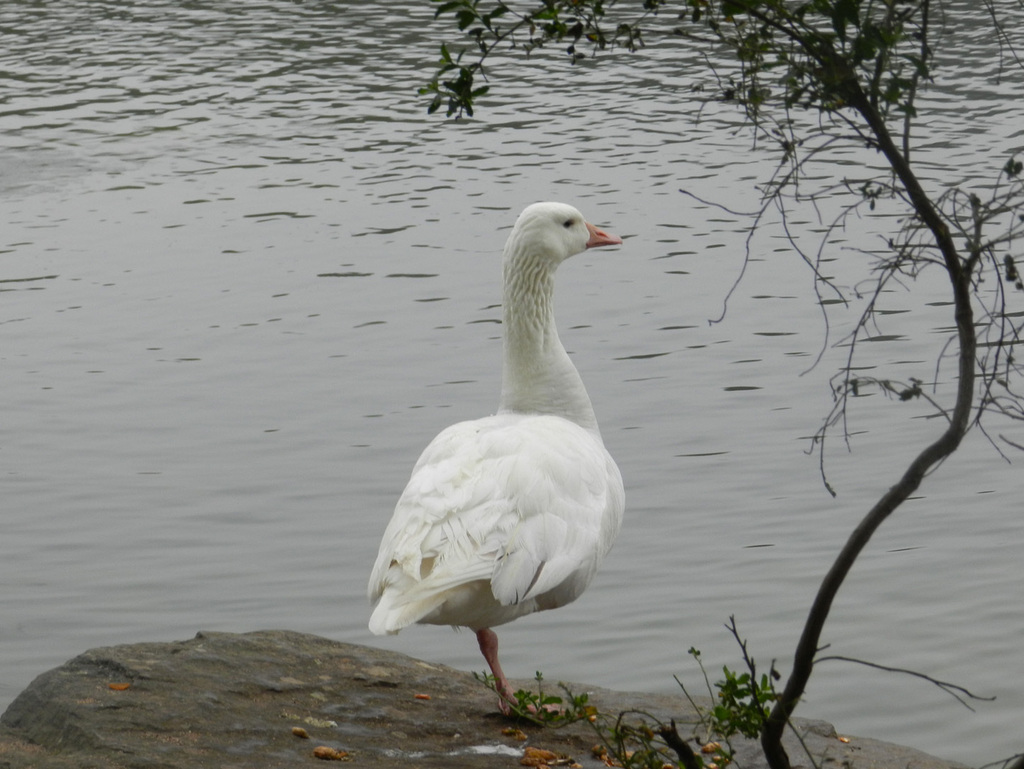 Ducks, Geese, and Swans from Lake Ralphine on March 25, 2014 by c ...