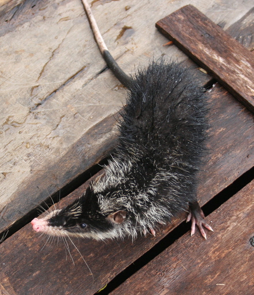 Moonrat (Echinosorex gymnurus) - Know Your Mammals