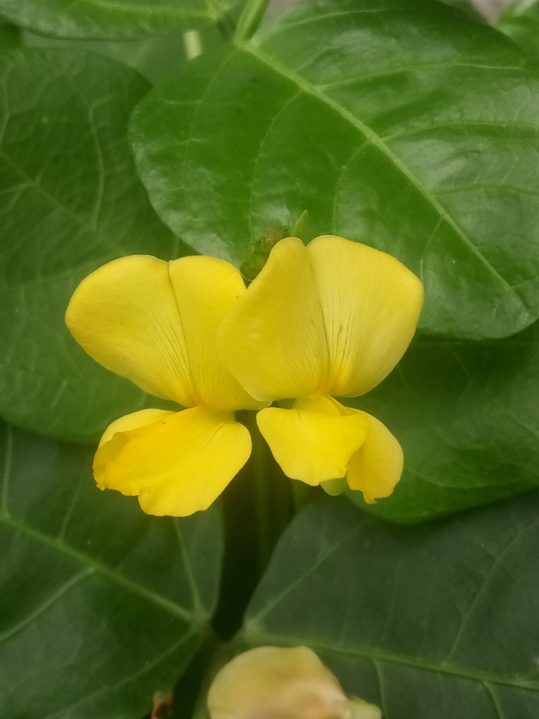 Wild Cowpea (Vigna luteola) - Botanical Realm