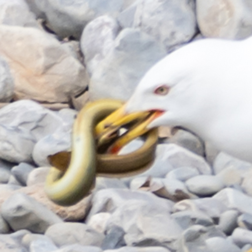 European Eel in May 2020 by bernardjulien06000 · iNaturalist