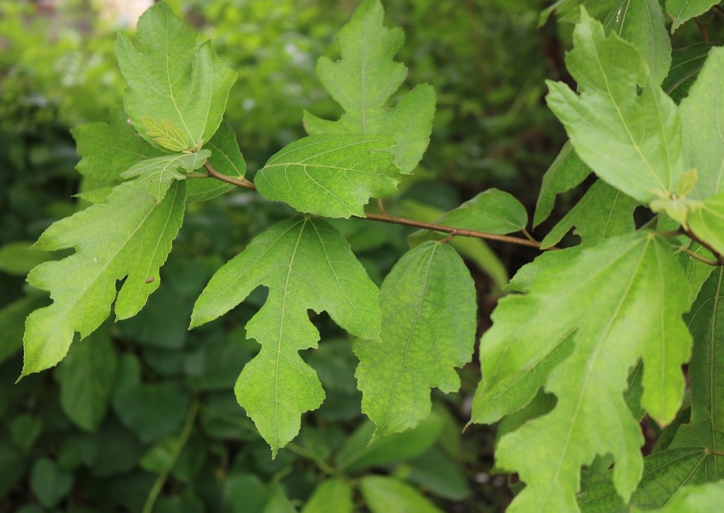 sandpaper tree (Ficus exasperata) - Botanical Realm
