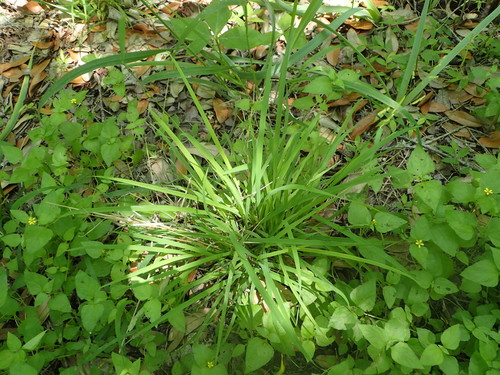 Arrocillo cimarrón (Leersia monandra)