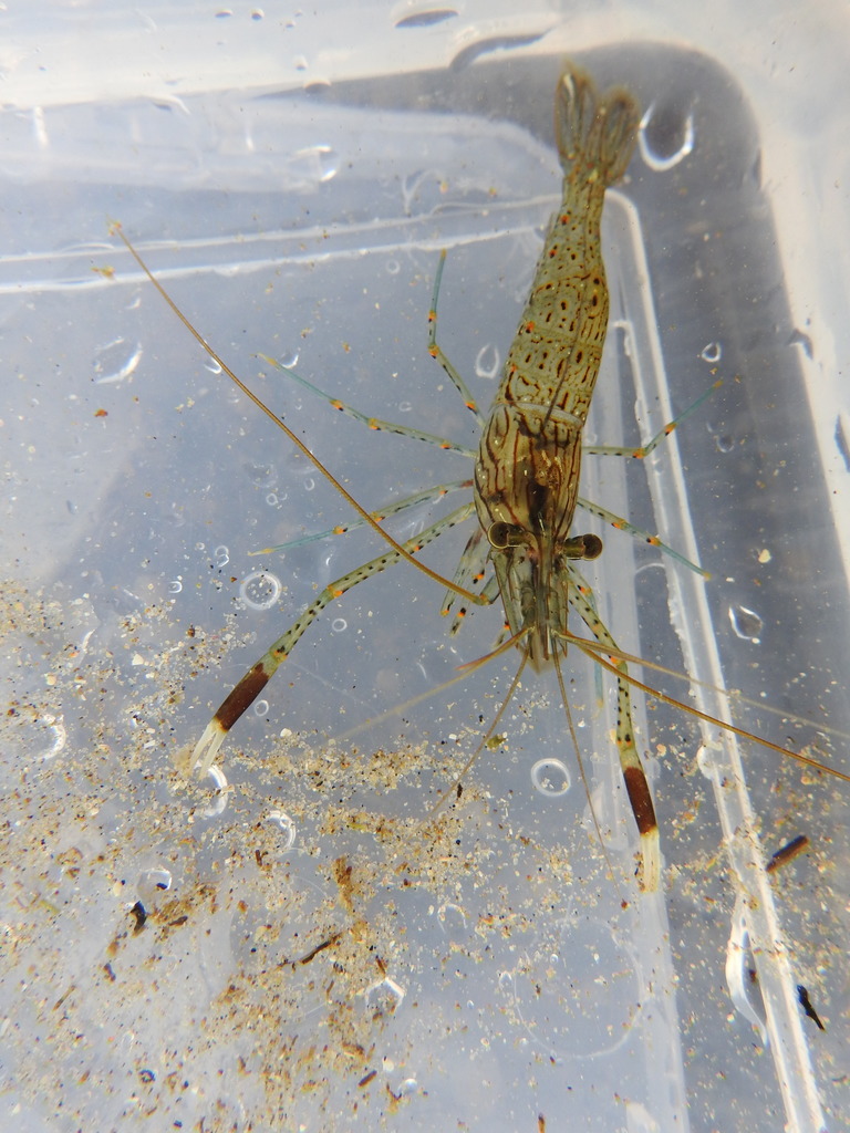 rock-pool shrimp from Black Rock Yacht Club, Black Rock, Victoria ...