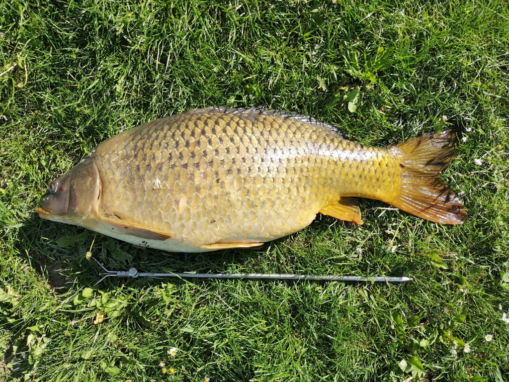 European Carp from Bernhardsthal, Österreich on May 20, 2020 at 06:19 ...