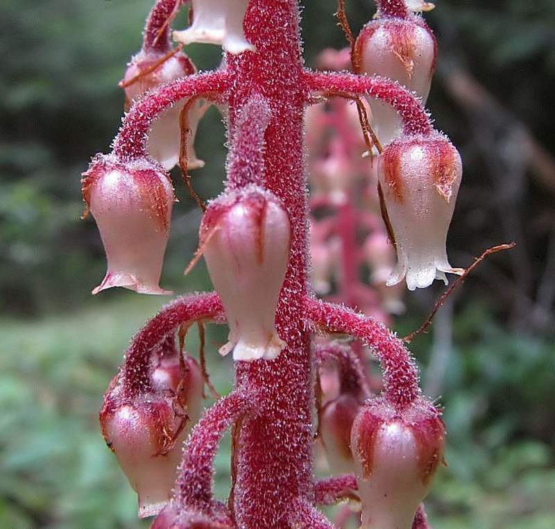 monotropes (Monotropoideae) - Botanical Realm