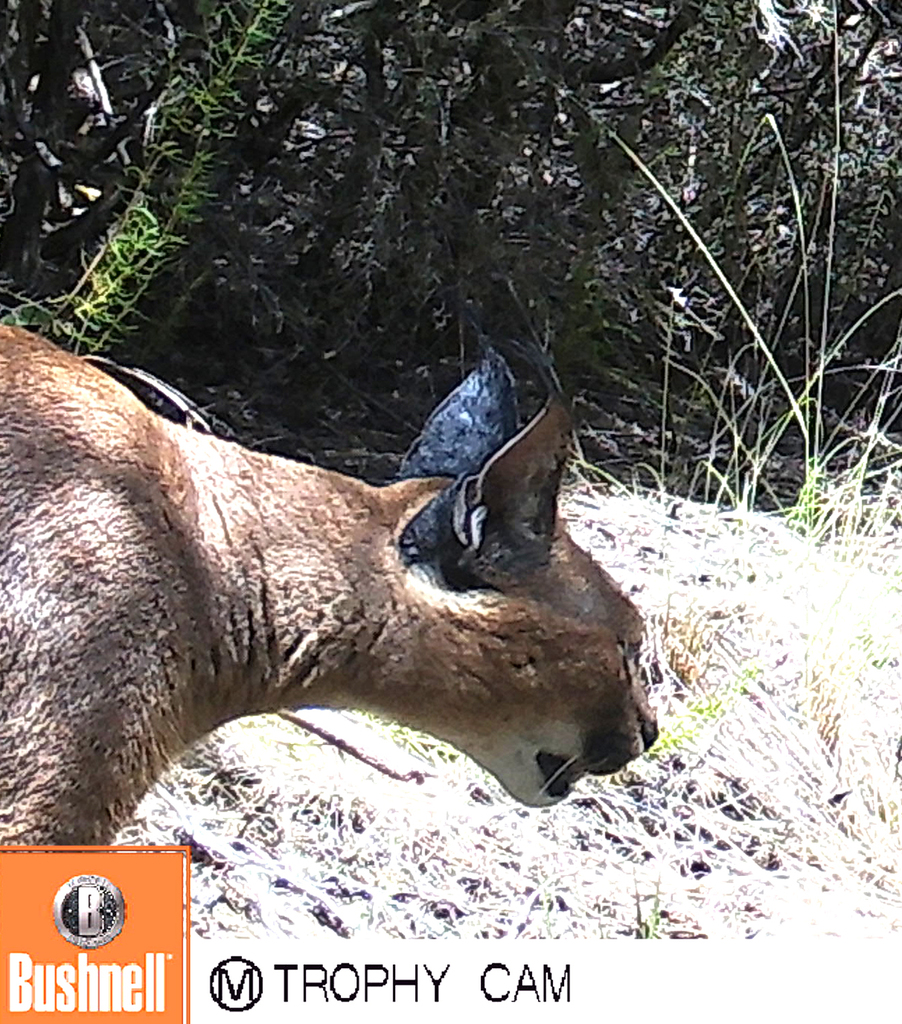Southern and Eastern African Caracal from Wargundy Bloody Hell, Hoekwil ...
