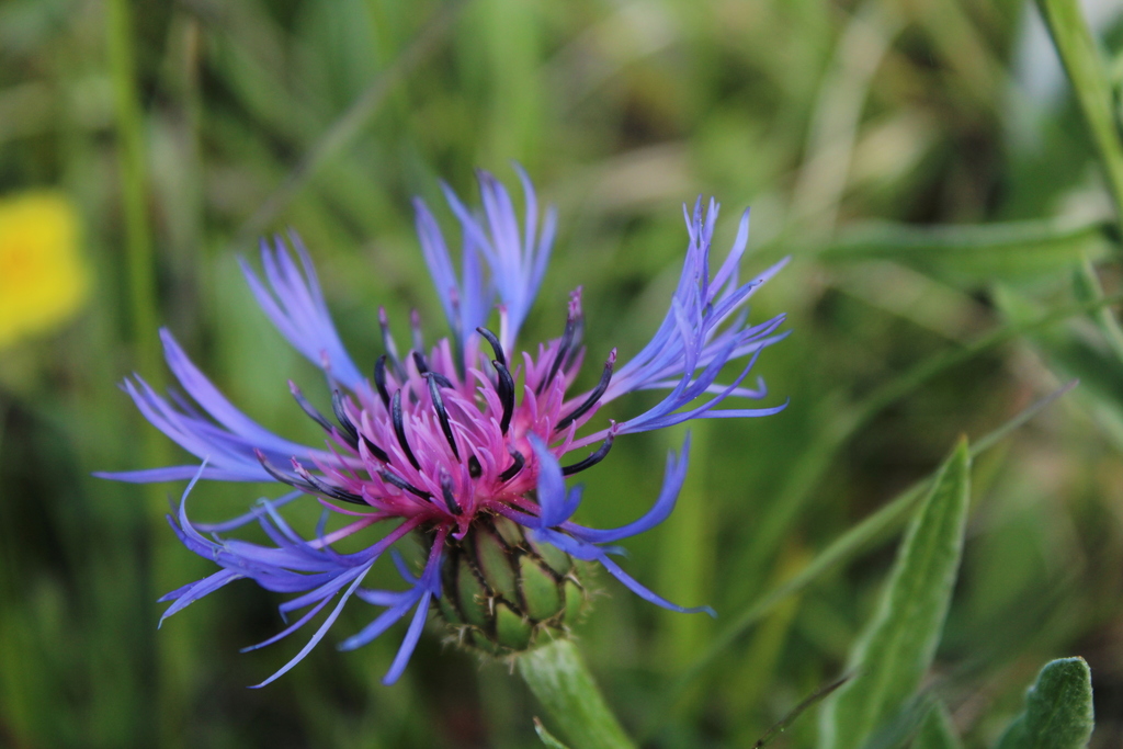 squarrose knapweed from Provincia di Bergamo, Italia on May 21, 2020 at ...