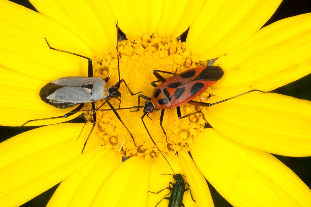 Calocoris nemoralis (Miridae of Africa) · iNaturalist
