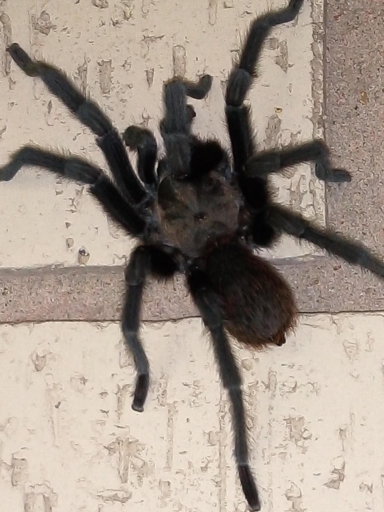Texas Tan Tarantula from Lockhart, TX, US on May 21, 2020 at 10:22 AM ...