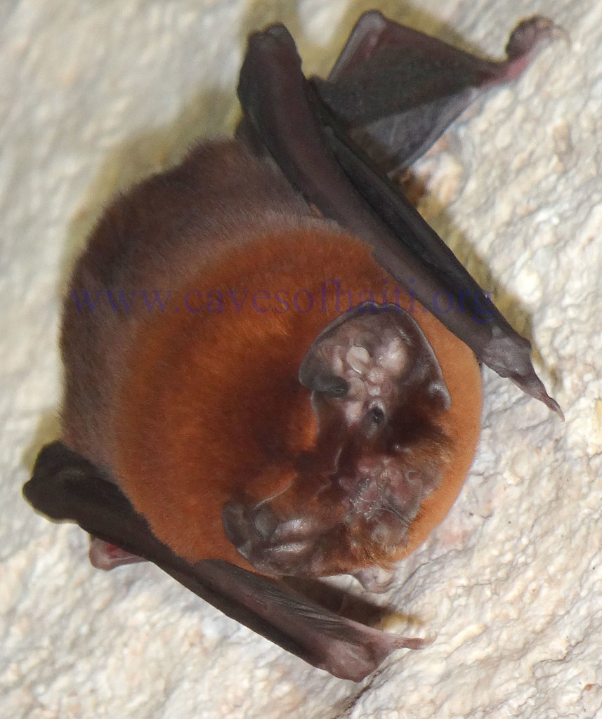 Antillean Ghost-faced Bat from Province du Sud, Haïti on April 10, 2017 ...