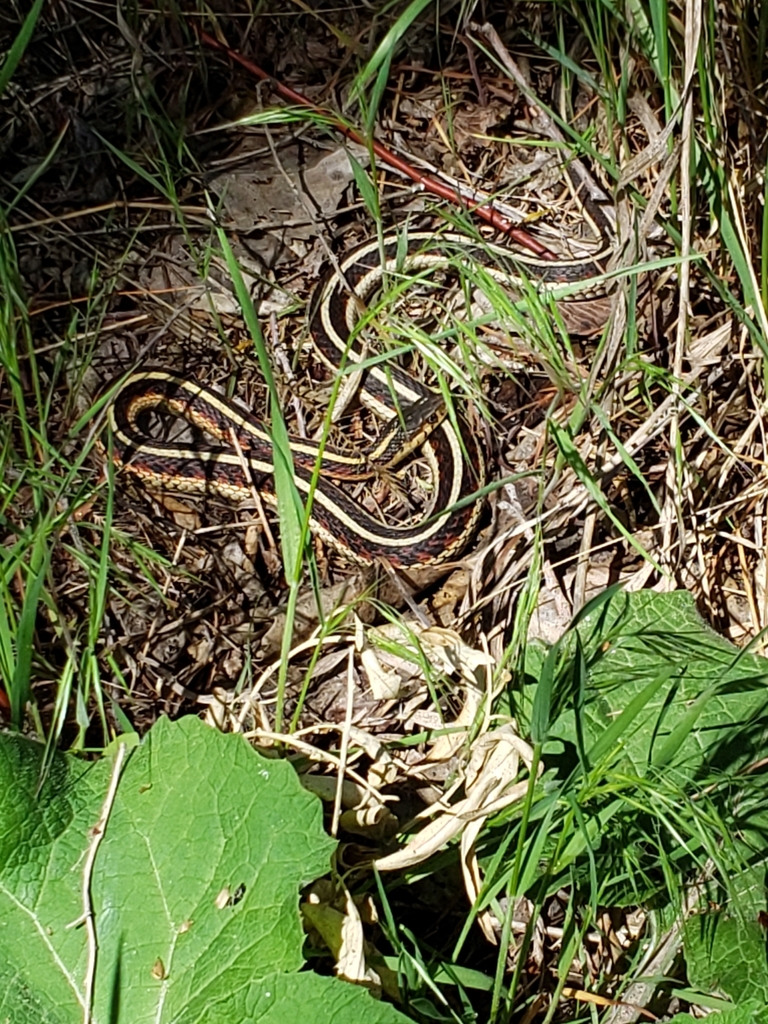 Red-sided Garter Snake from Forsyth, MT 59327, USA on May 21, 2020 at ...
