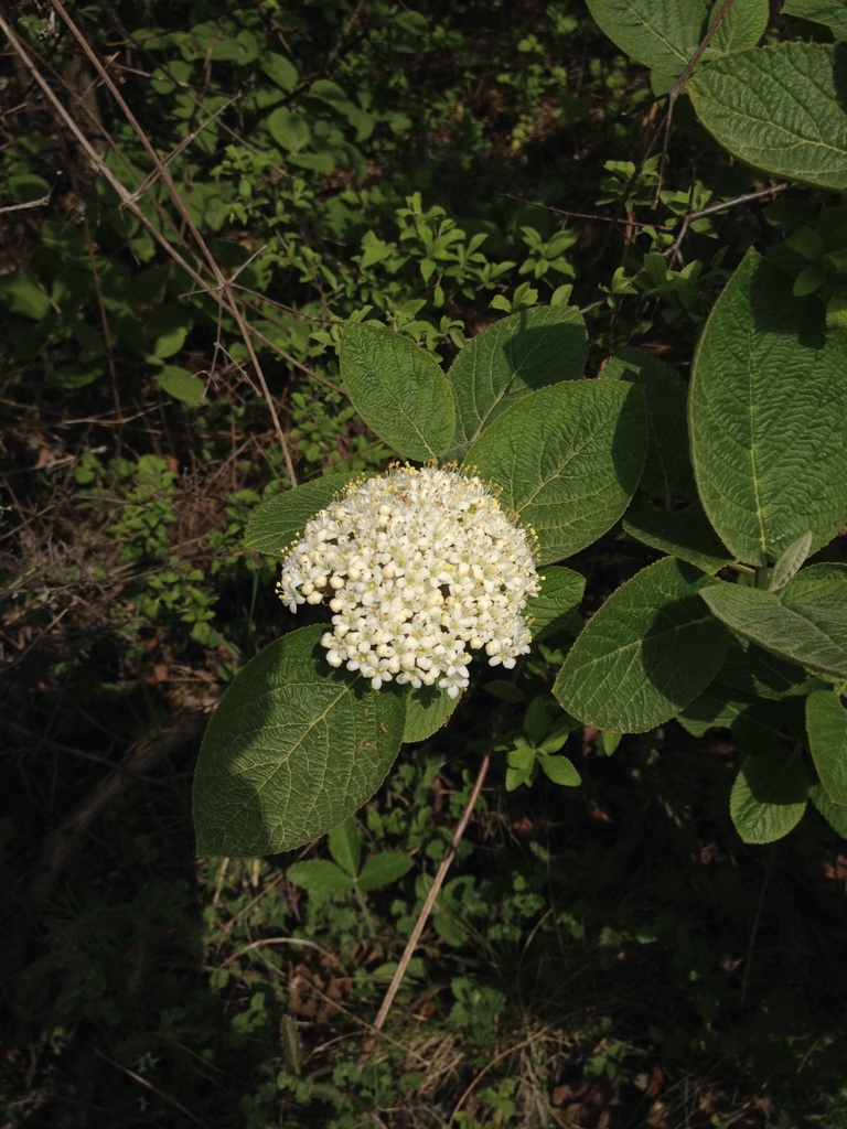 Wayfaring-tree from Pernik Municipality, Bulgaria on May 1, 2017 at 04: ...