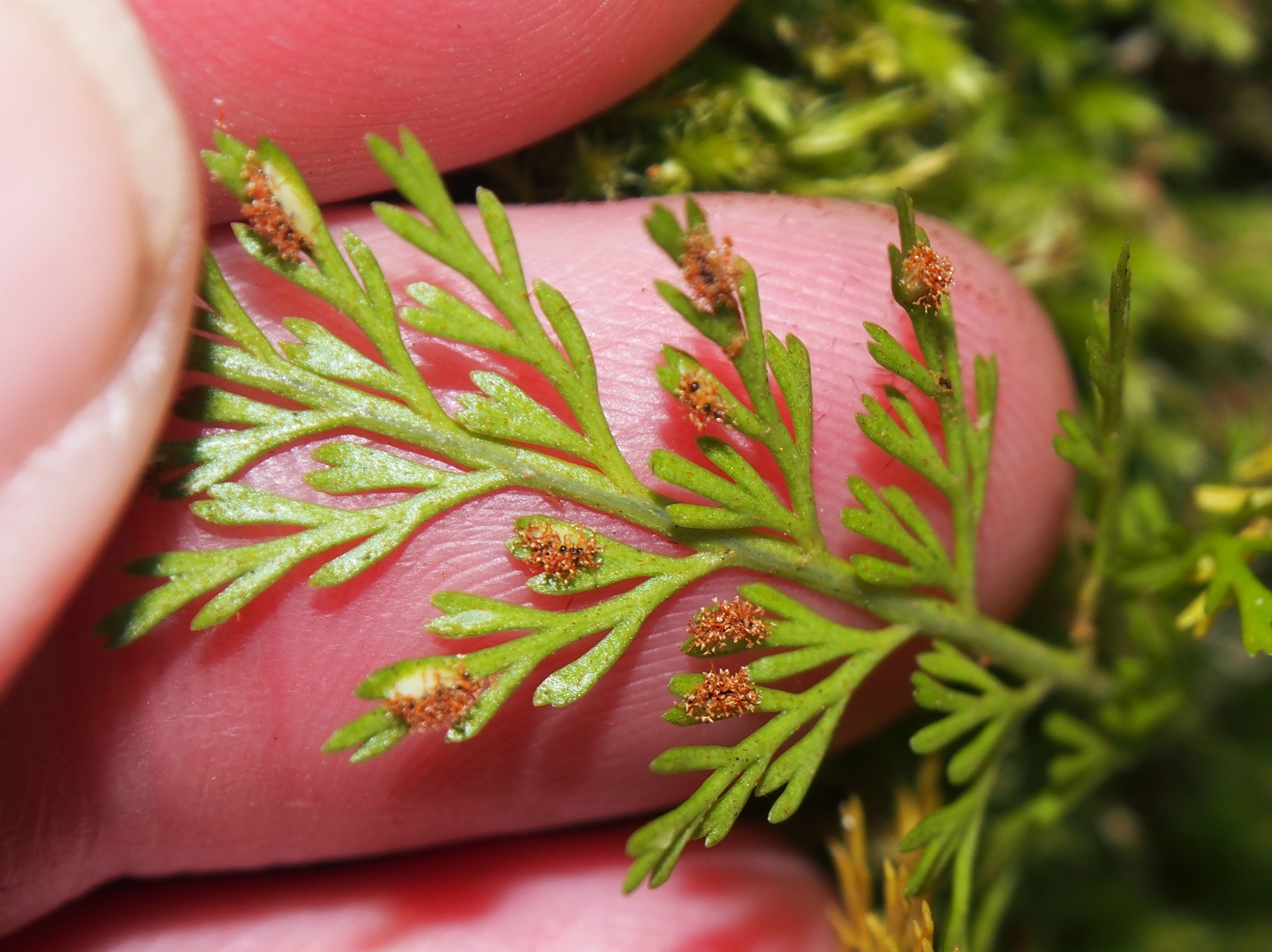 Asplenium fragrans Sw.