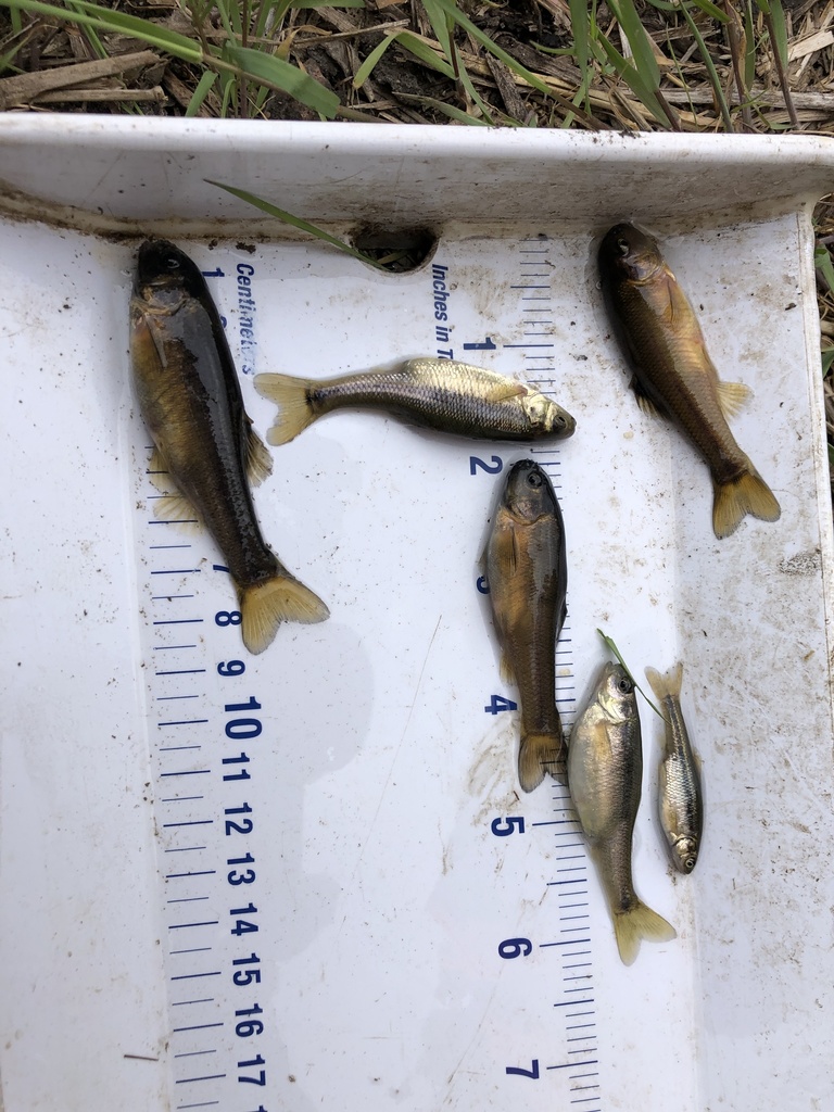 Fathead Minnow from 278th St, Parker, SD, US on May 21, 2020 at 12:16 ...