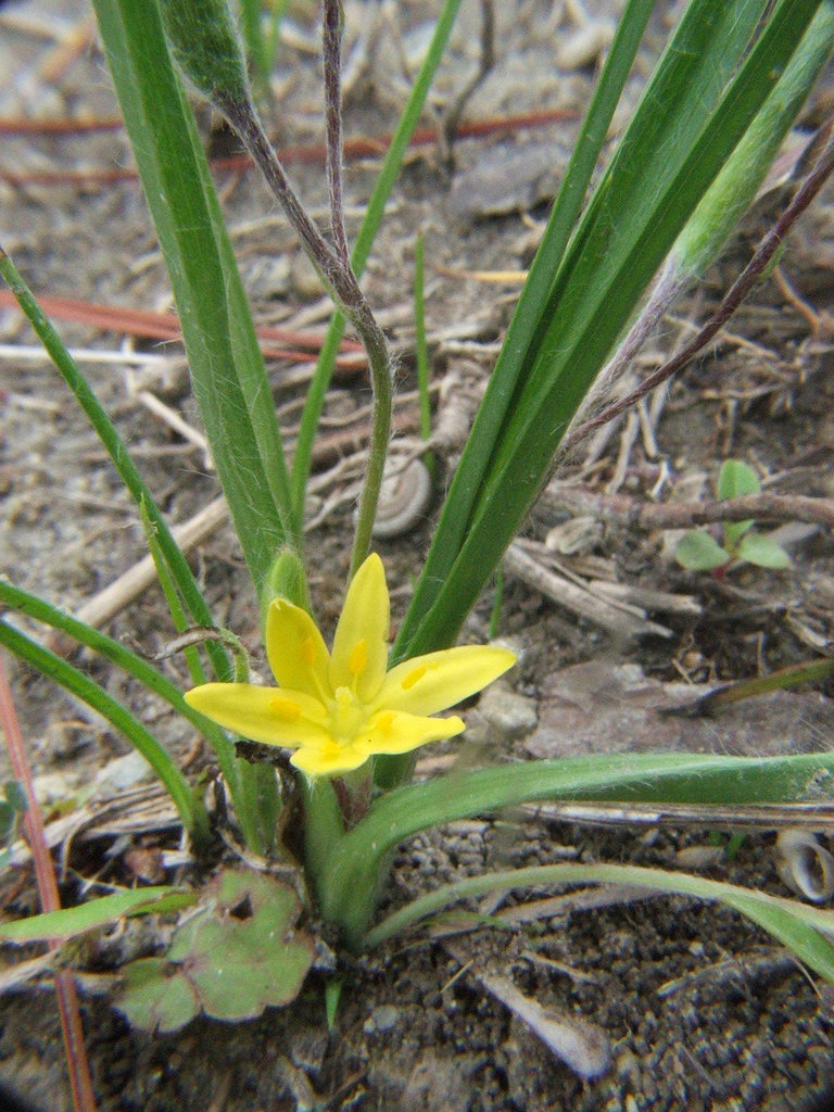 yellow star grass from Bogue, NC, USA on April 23, 2017 at 01:46 PM by ...