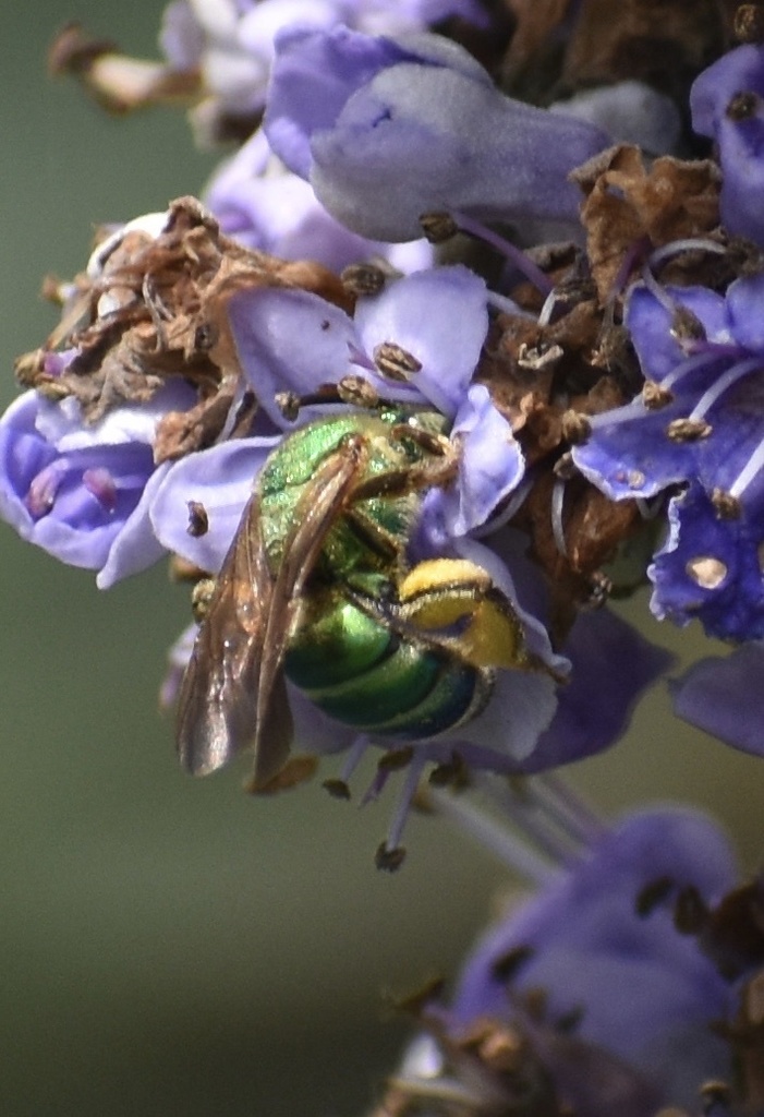 Brown-winged Striped Sweat Bee in May 2020 by jo_ilovenature · iNaturalist