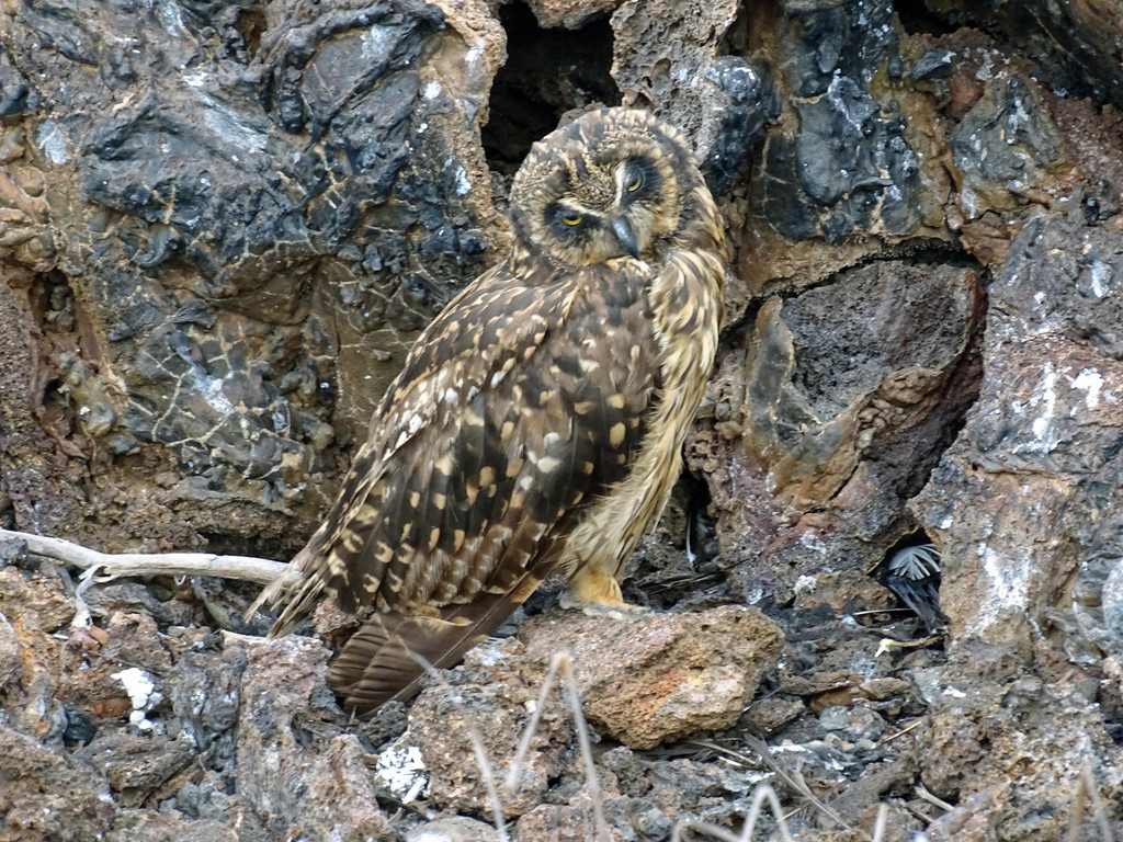 Galápagos Short-eared Owl (Asio flammeus galapagoensis) - Avian Discovery