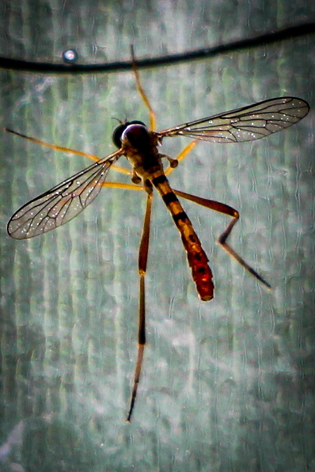 Vermileonidae