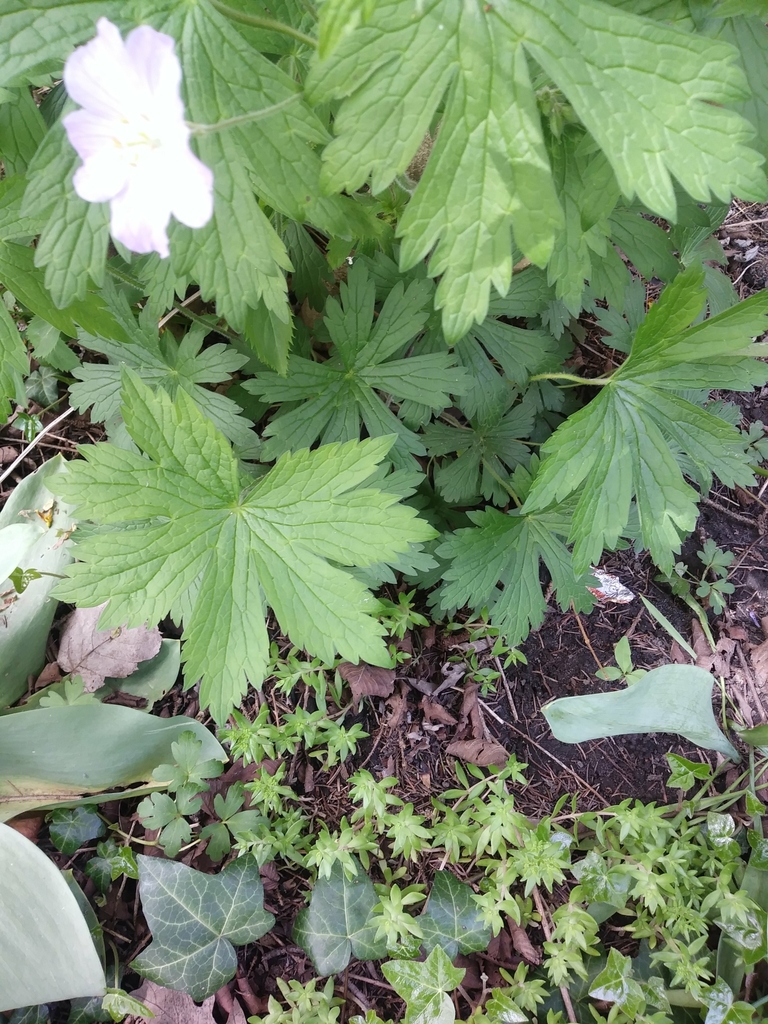 wild geranium from Parkland, Detroit, MI 48239, USA on May 21, 2020 at ...