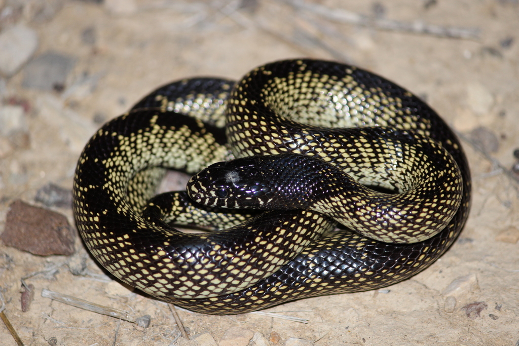 Desert Kingsnake (Reptiles and Amphibians of Bexar County) · iNaturalist