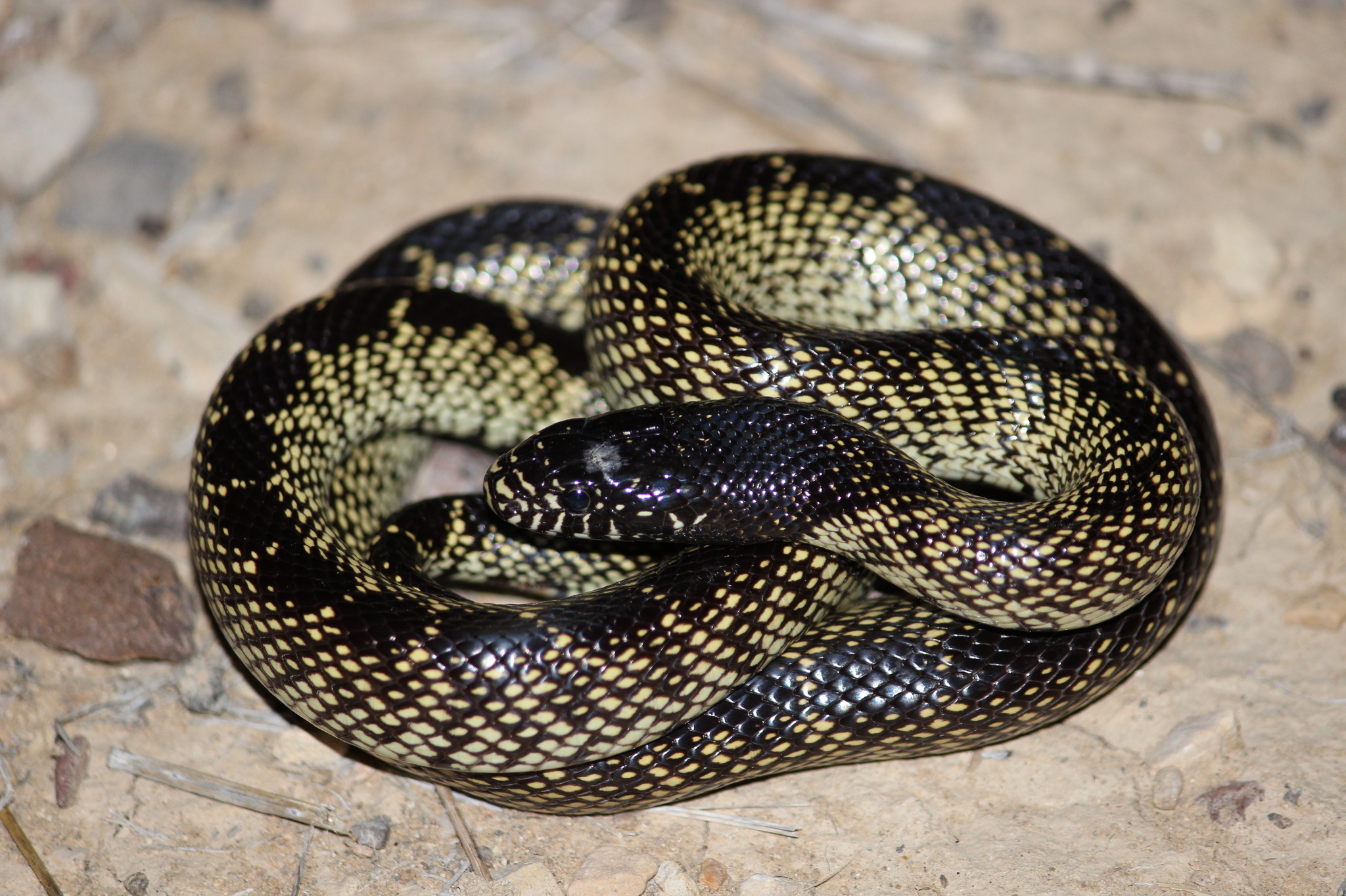 Desert King Snake Arizona