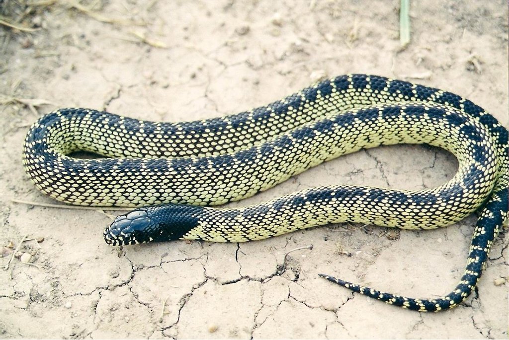 Desert Kingsnake (Lampropeltis splendida) - Snakes and Lizards