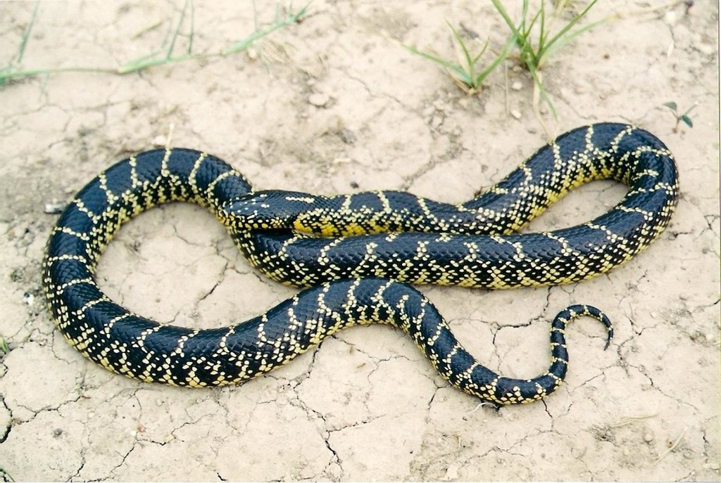 Desert Kingsnake (Lampropeltis splendida) - Snakes and Lizards