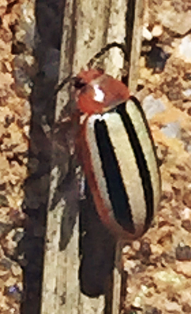 Disonycha leptolineata (Escarabajos (Coleoptera) de Veracruz ...